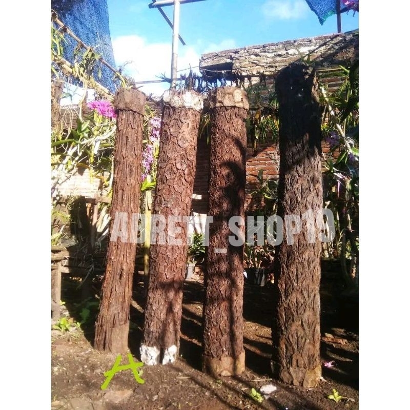 Jual Batang kayu pakis cocok untuk media anggrek | Shopee Indonesia