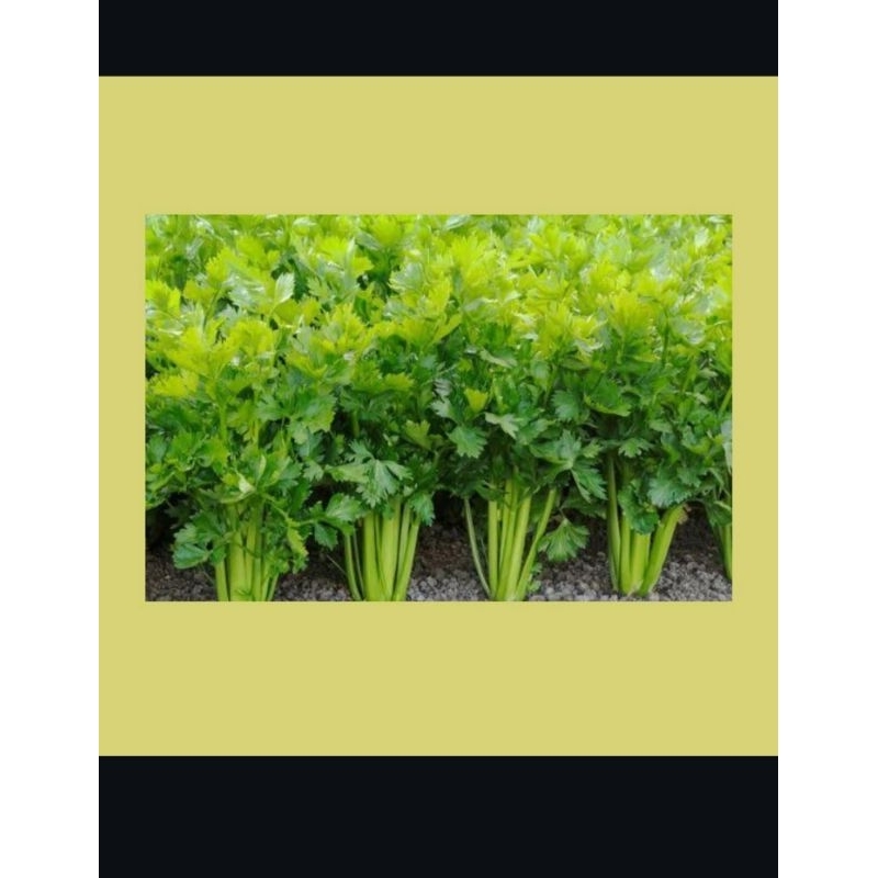Jual sayur daun seledri/daun sop fress 1kg | Shopee Indonesia