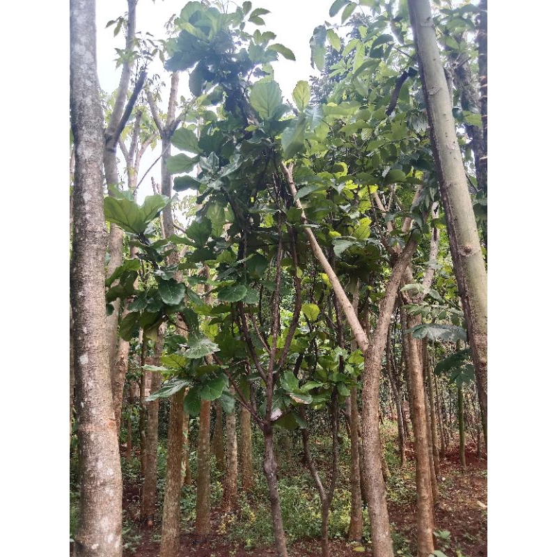 Jual Pohon biola cantik 4 meter - tanaman peneduh biola | Shopee Indonesia