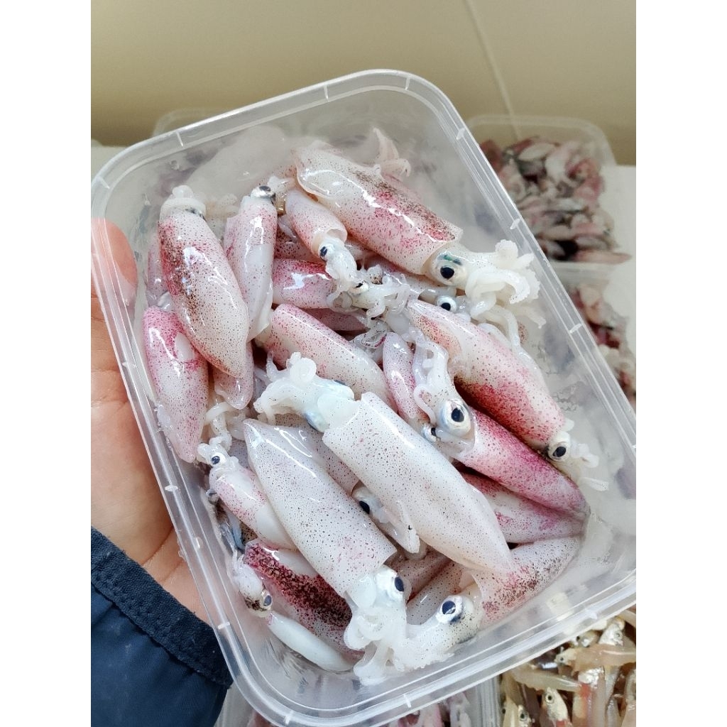 Jual CUMI SEGAR FROZEN UKURAN SEDANG mix Kecil 480gr | Shopee Indonesia