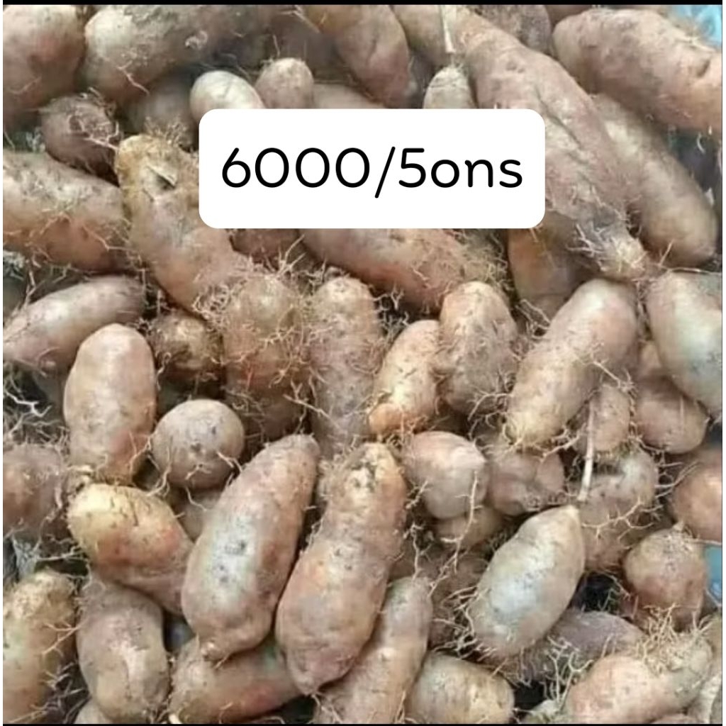 Jual Umbi Gembili ketan 500 gram kemasan khusus Bergaransi jika Rusak ...
