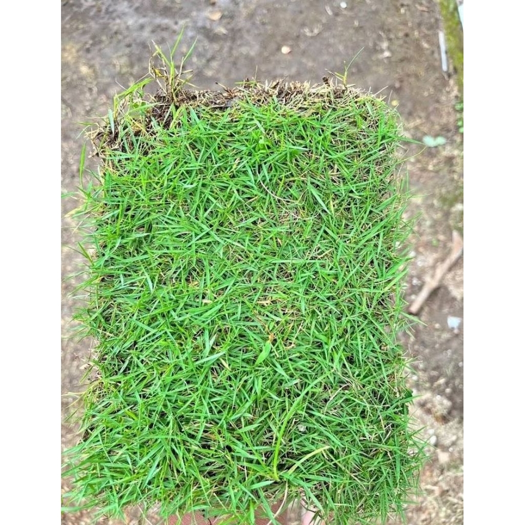 Jual Kebun hemat-paket 10 lembar rumput jepang/peking hidup | Shopee ...