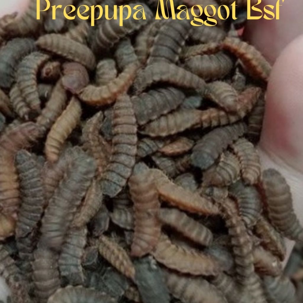 Jual Preepupa Maggot BSF, bibit lalat BSF bibit magot termurah 1/2 kg ...