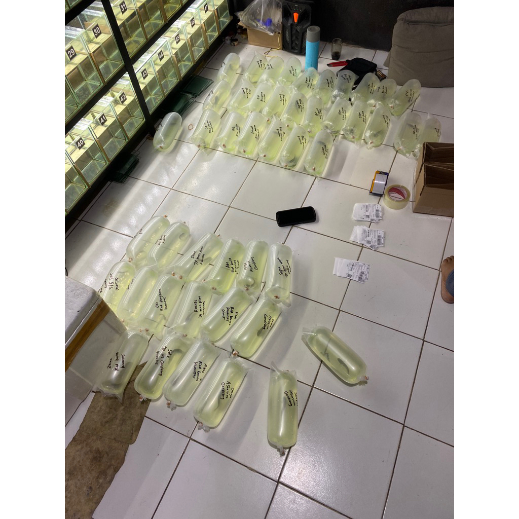 Jual Free Sticker Oren Riau Berkualitas Grade A+++ | Shopee Indonesia