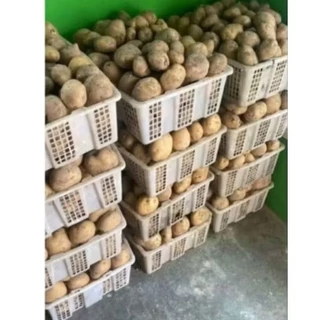 Jual Kentang 1 Kg Terlengkap & Harga Terbaru Agustus 2025 | Shopee ...