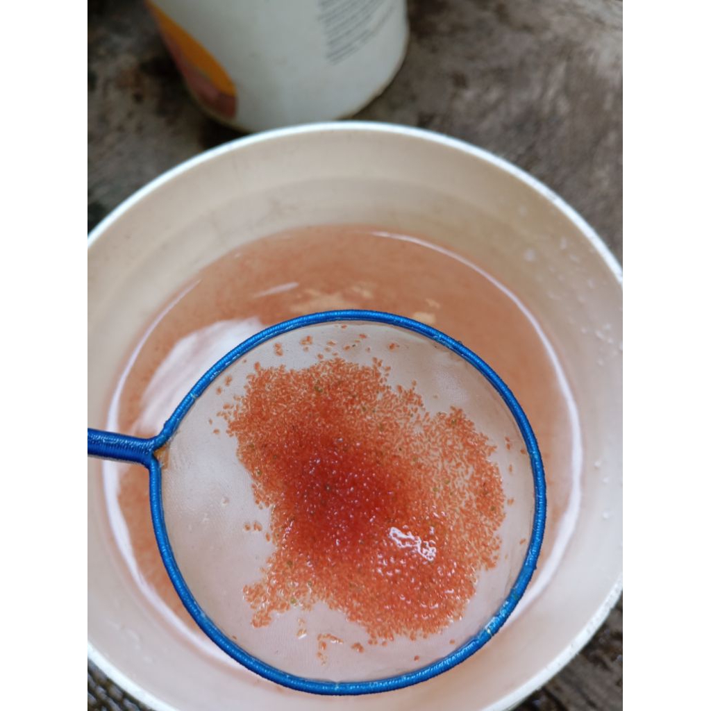 Jual KUTU AIR RAKSASA DAPHNIA MAGNA | Shopee Indonesia