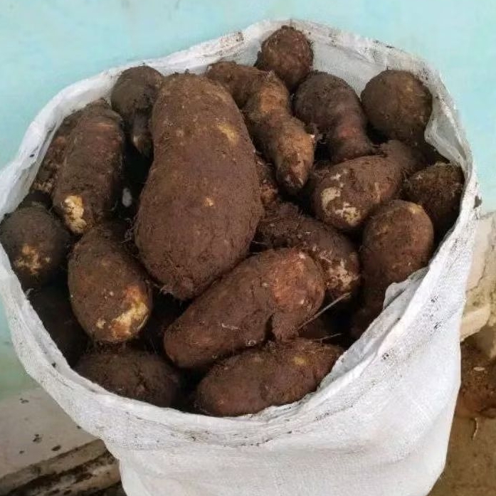 Jual Ubi Talas Bogor ,Tales Balitung Pulen Enak ,Tales Rebus ,Tales ...
