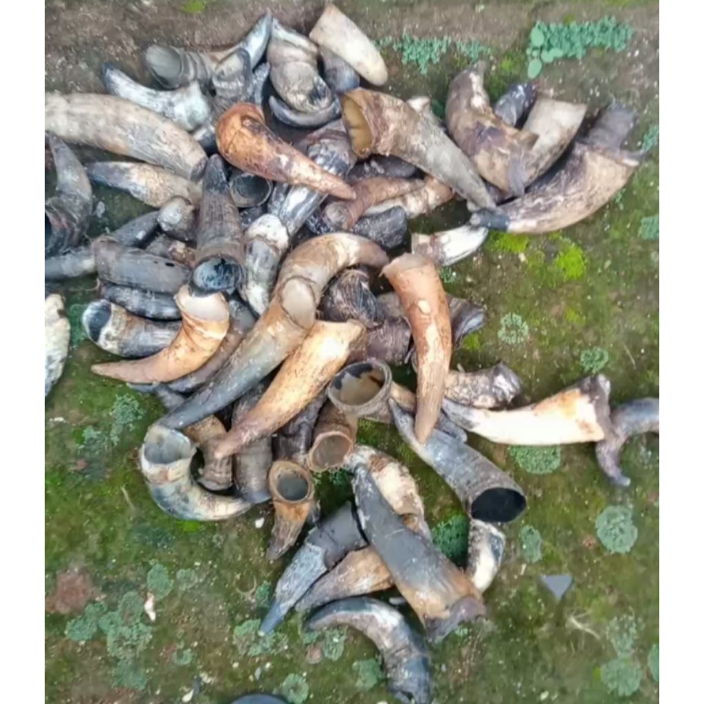 Jual lempeng tanduk sapi kg,an tebal | Shopee Indonesia