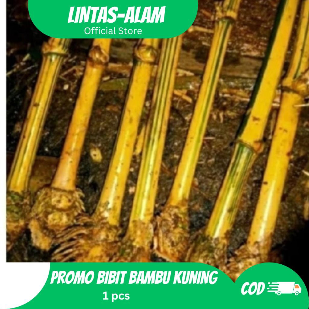 Jual Promo Stek Bambu Kuning Per 1 Batang panjang 30cm COD | Shopee ...