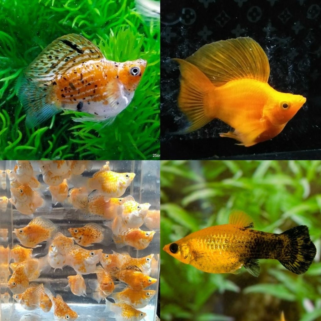 Jual Ikan Hias Air Tawar Molly Balon Oren Molly Balloon Sunkist Molly ...