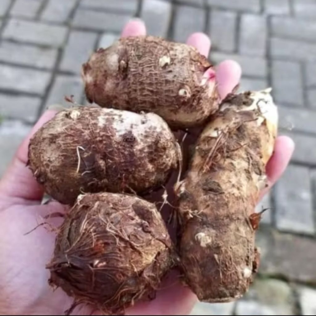 Jual mbothe / bothe / talas / enthik / umbi segar 1/2kg 1kg | Shopee ...
