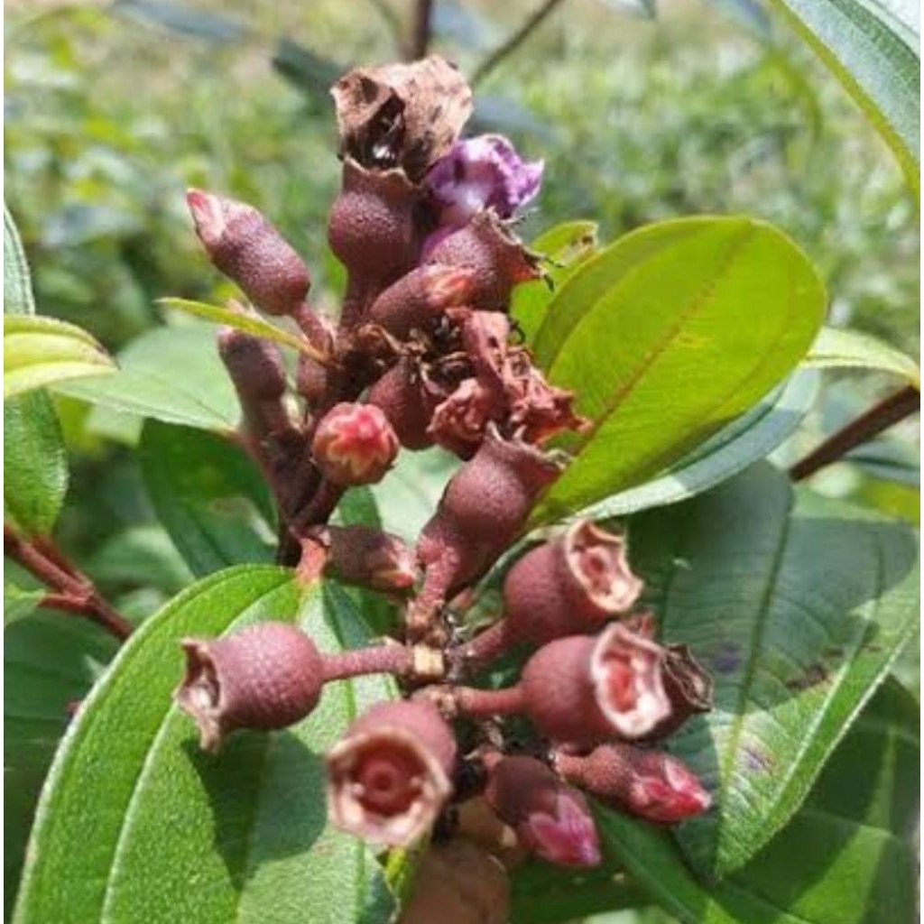 Jual Buah senduduk segar buah senggani segar 500 gram petik langsung ...
