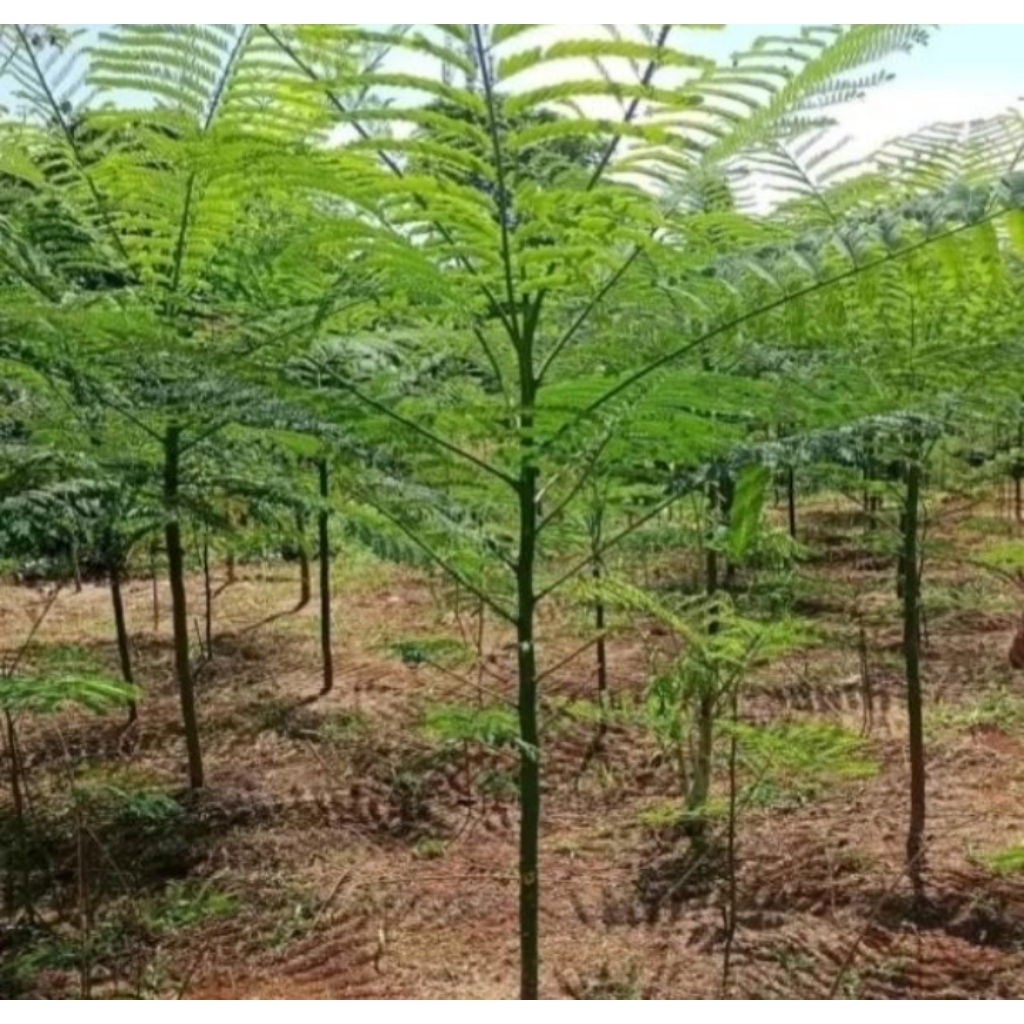 Jual tanaman pakis brazil/solobium tinggi 2 meter | Shopee Indonesia