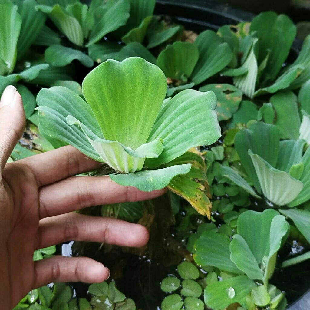 Jual Apu Apu Tanaman Air/ Tanaman Apung Apu Apu/ Kapu Kapu/ Kiambang ...