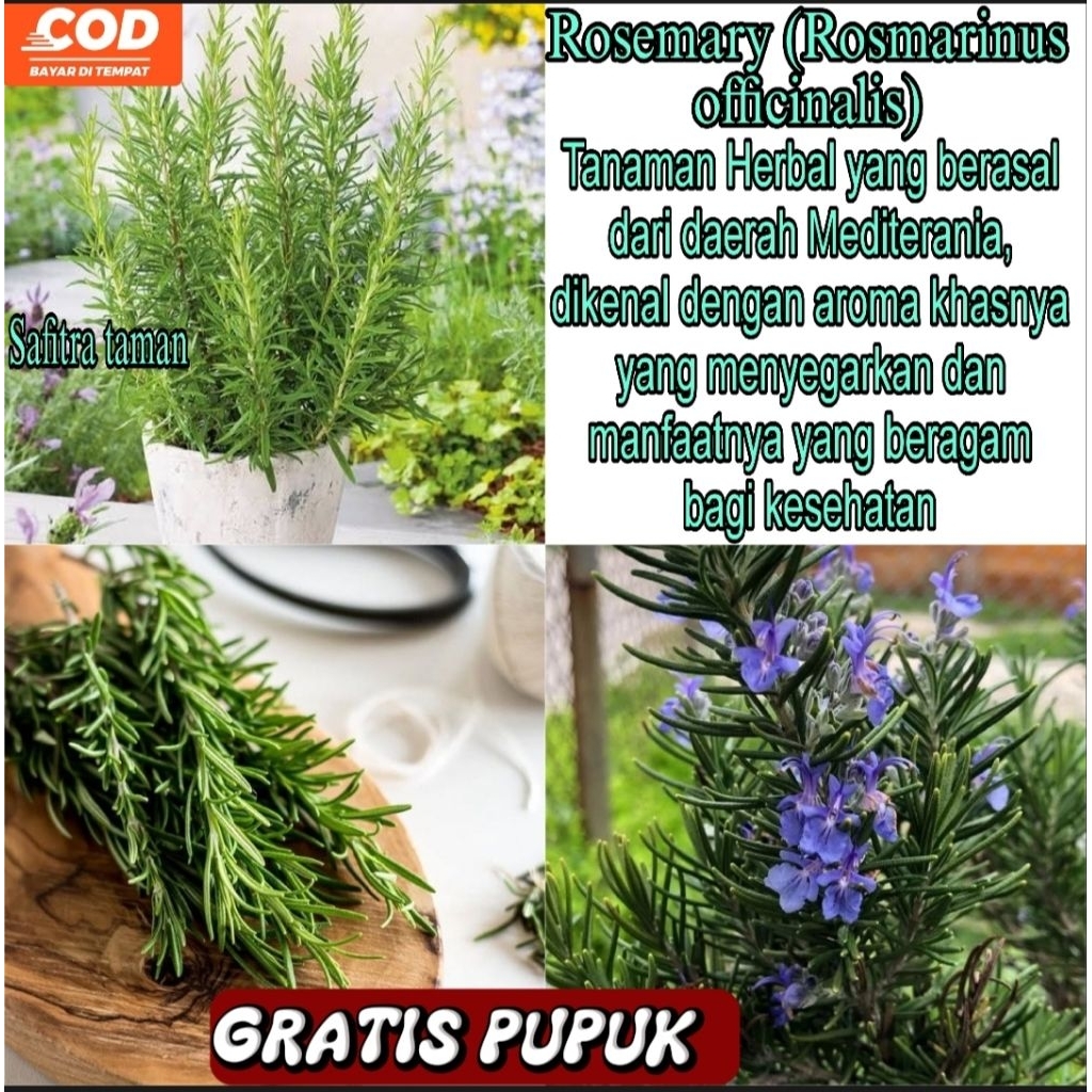 Jual Tanaman Rosemary | Shopee Indonesia