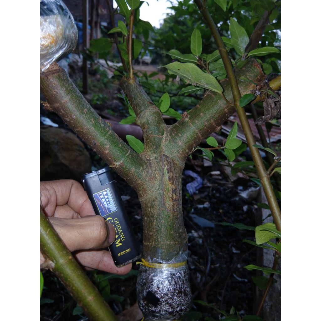 Jual Pohon loa,bahan bonsai loa/lo hasil cangkok (Ficus racemosa) fresh ...