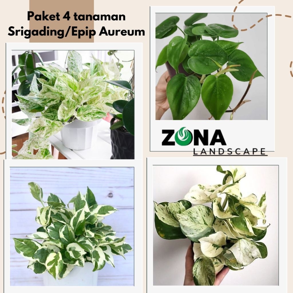 Jual PAKET 4 Tanaman Hias Aquascape Epip Aureum (tanaman srigading ...
