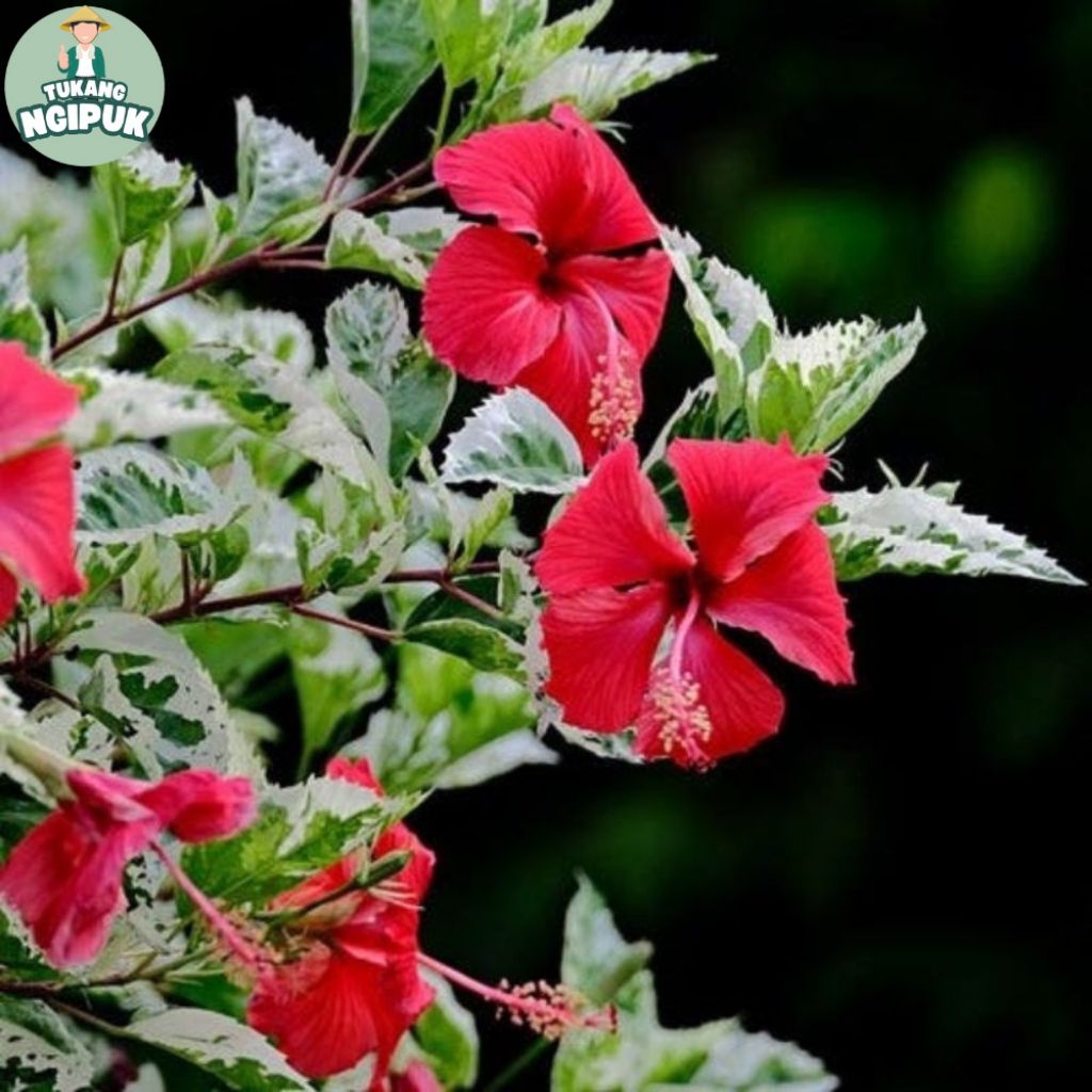 Jual Bunga Kembang Sepatu Variegata BISA COD Tanaman Hias Kembang ...