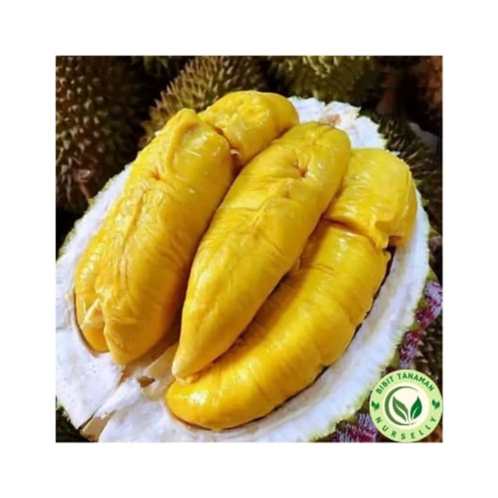 Jual Bibit Pohon Durian Musang King / Varietas Unggulan Import Asal ...