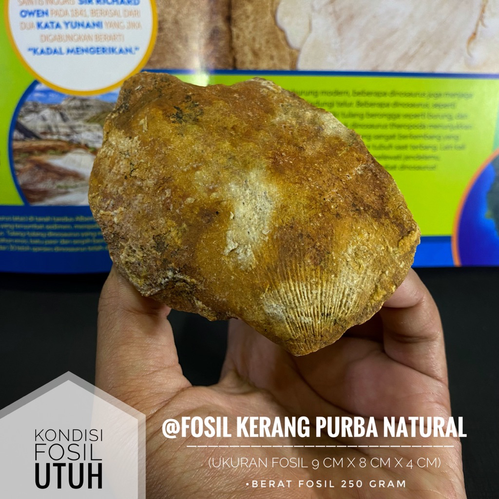 Jual Fosil Kerang Purba Natural A27 atau Fosil Kerang Pipih atau Fossil ...