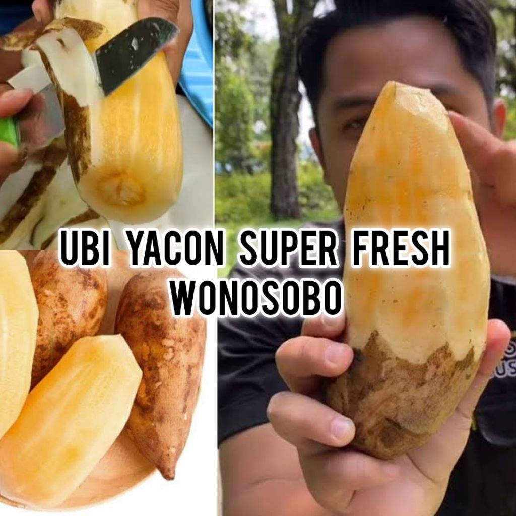 Jual Ubi Yacon Asli Wonosobo, Kualitas Super Langsung Dari Petani ...
