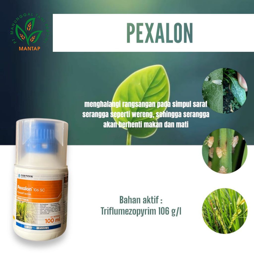 Jual Pexalon 100 Ml | Shopee Indonesia