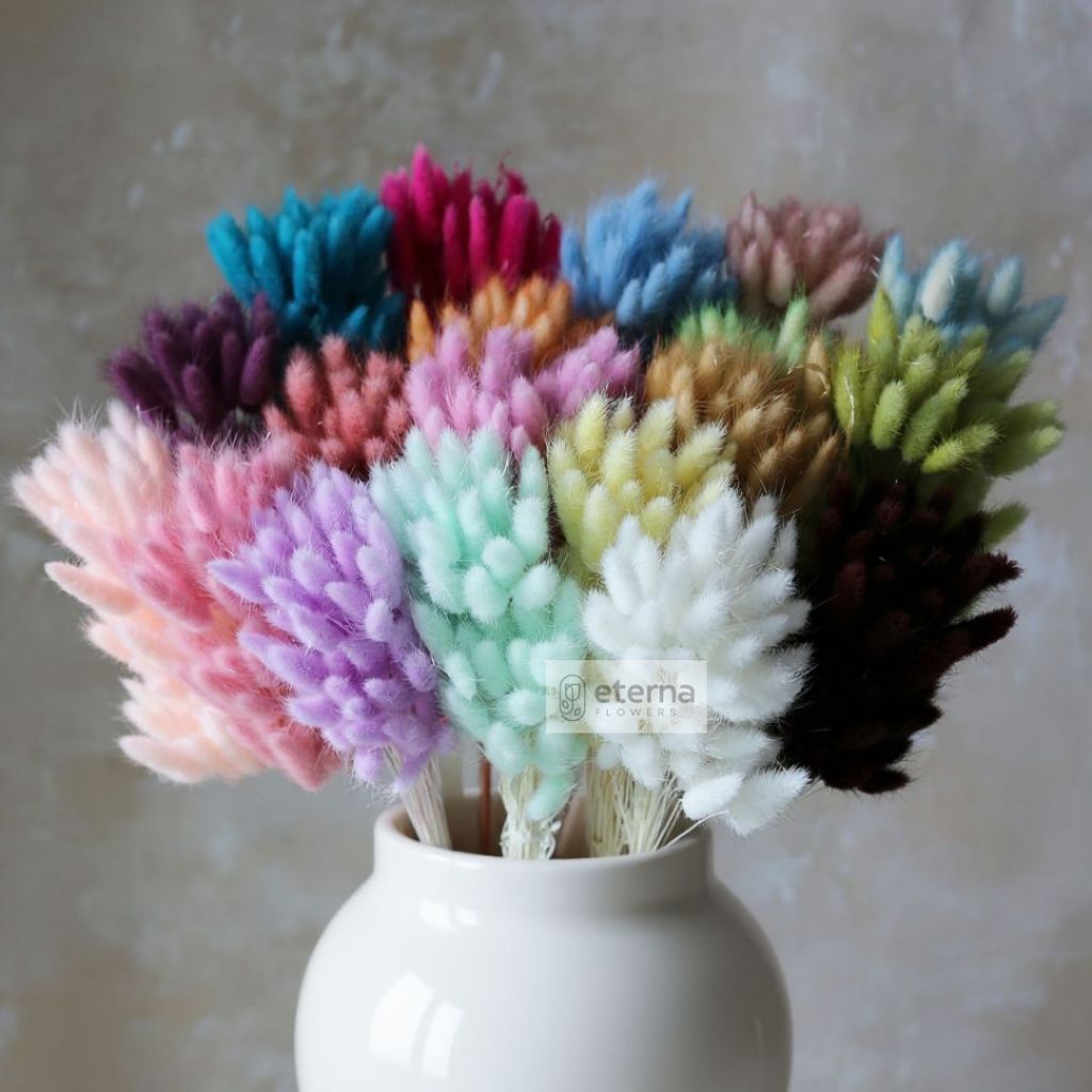 Jual 10 Tangkai Lagurus Bunny Tail / Bunga Kering / Hiasan Mahar ...