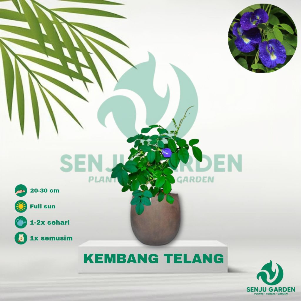 Jual TANAMAN HERBAL BUNGA TELANG/ bibit tanaman herbal bunga telang ...