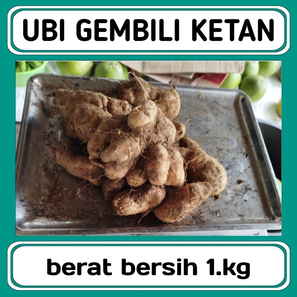 Jual UBI GEMBILI 1KG | Shopee Indonesia