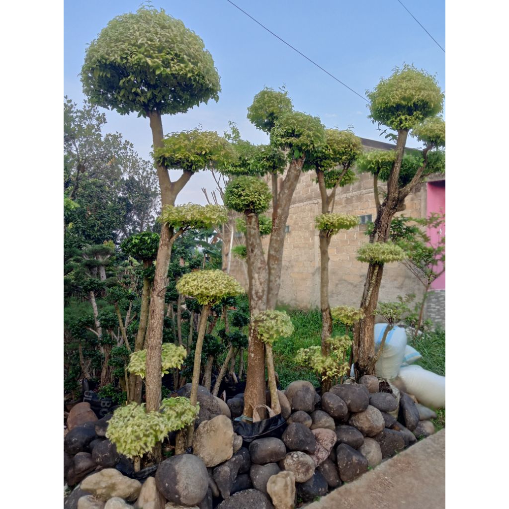 Jual Bonsai anting Putri 3meter jumbo,bonsai taman besar,pohon bonsai ...