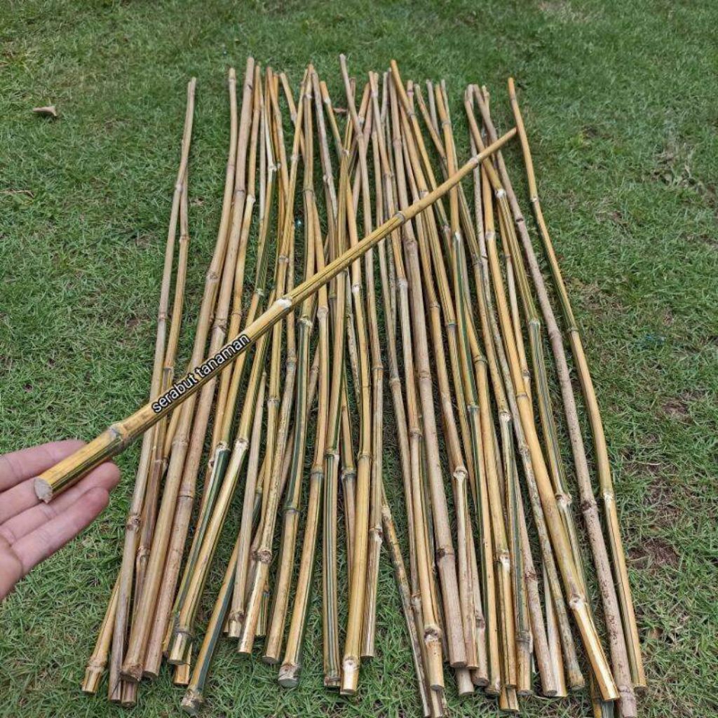 Jual Bambu Mini Panjang 100 cm/Bambu kecil/bambu turus penyangga ...