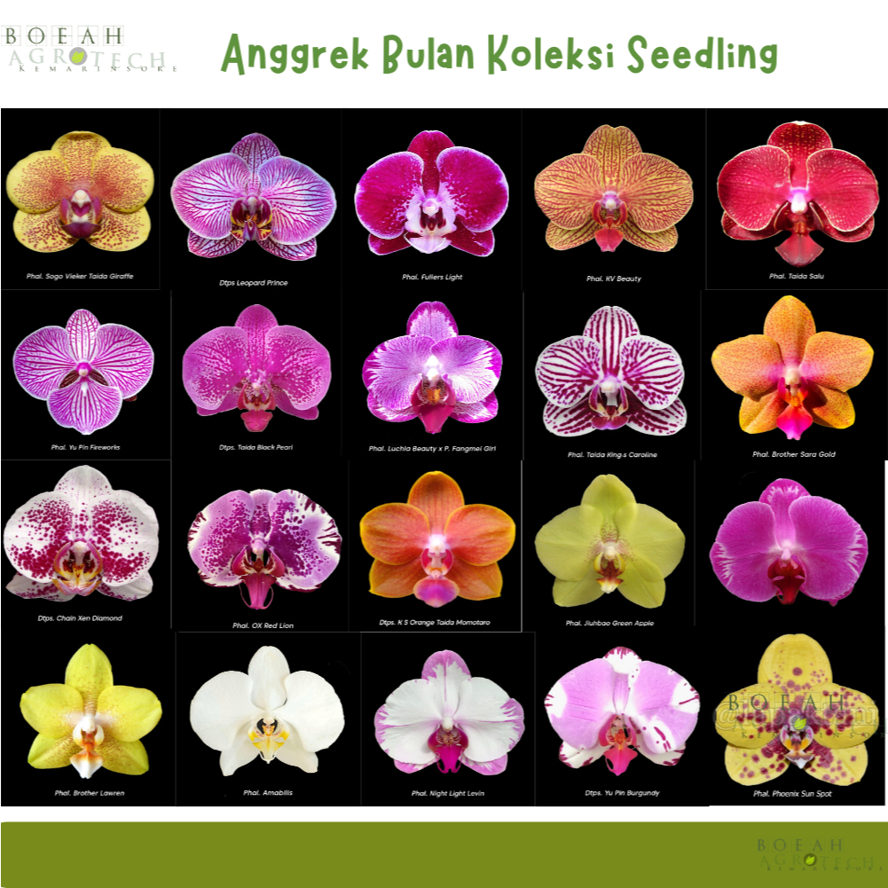 Jual Bibit Tanaman Bunga Anggrek Bulan Koleksi Seedling Kondisi Rimbun ...