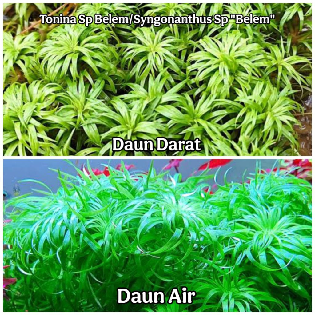 Jual Syngonanthus Sp "Belem / Tonina Sp Belem - Stemplant Aquascape ...