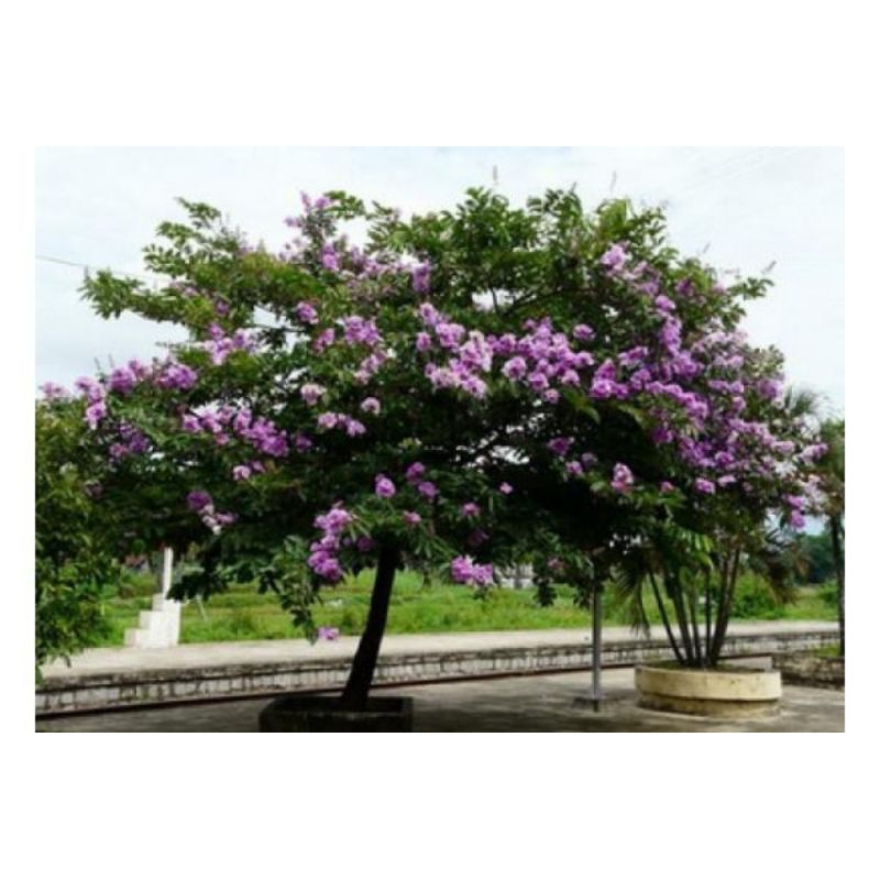 Jual Pohon Bungur Sakura Ungu Tinggi 2 Meter Kualitas Terbaik, Pohon ...