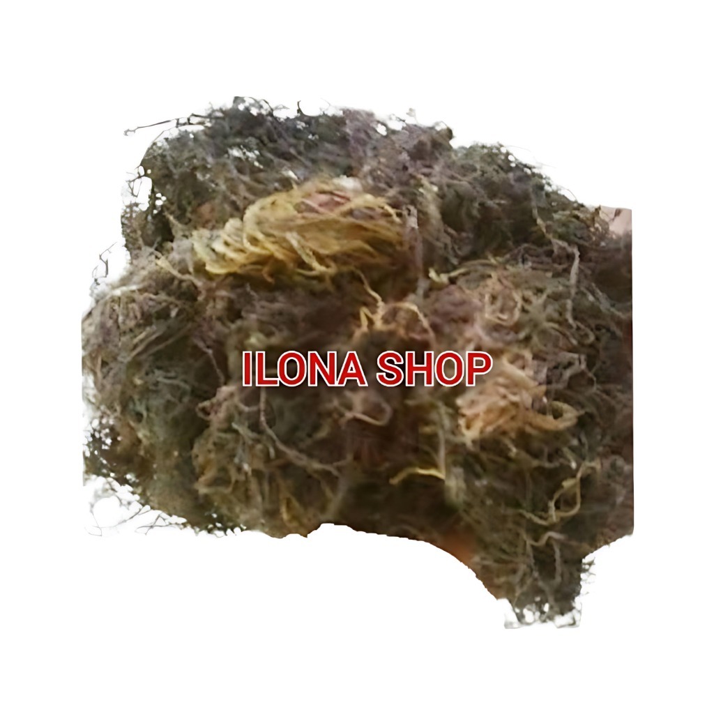 Jual RUMPUT LAUT KERING UNTUK AGAR-AGAR 250GR/RUMPUT LAUT BAHAN AGAR ...