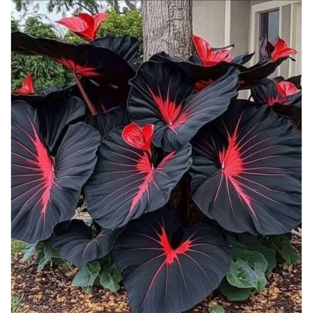 Jual Tanaman Hias Keladi Black Thai Series Bunga Hias Keladi Caladium ...
