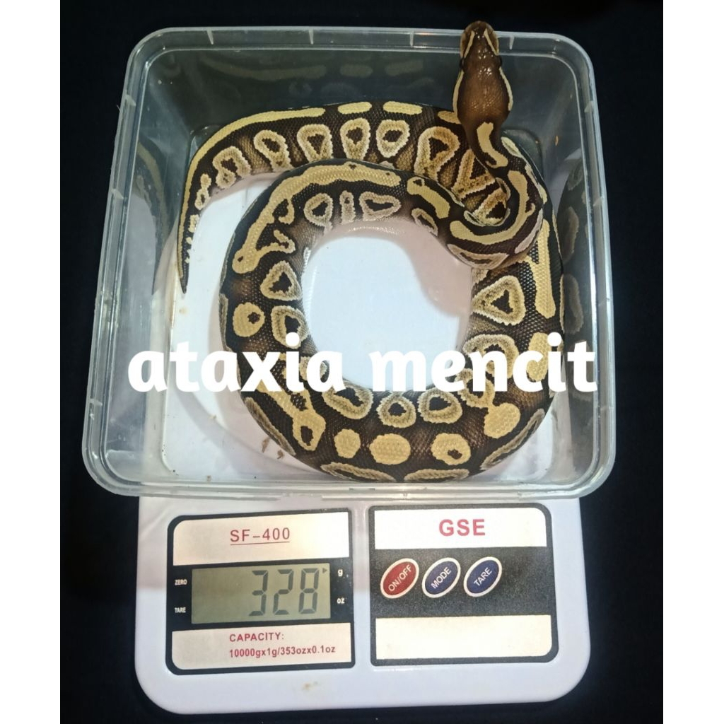 Jual Ball python mojave het clown betina | Shopee Indonesia