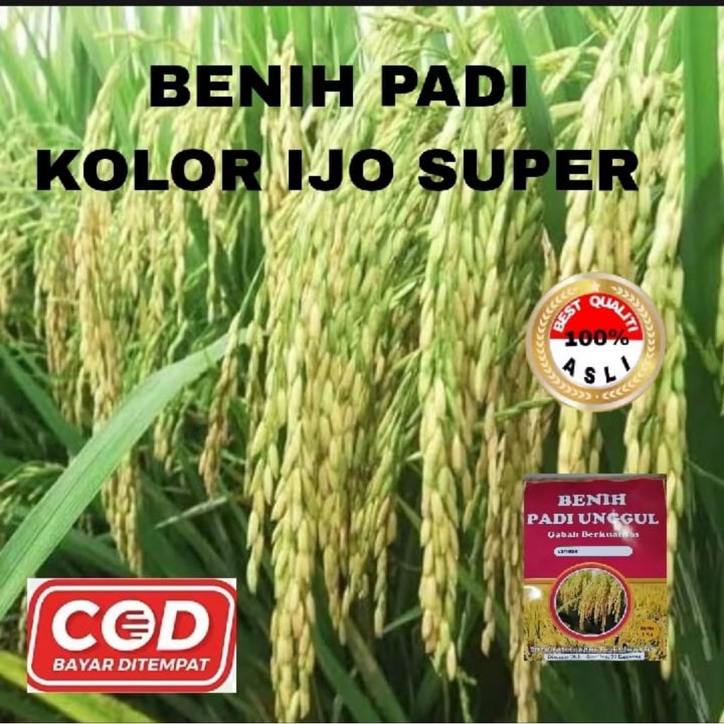 Jual BENIH PADI KOLOR IJO SUPER PER GENJAH KEMASAN 1KG | Shopee Indonesia
