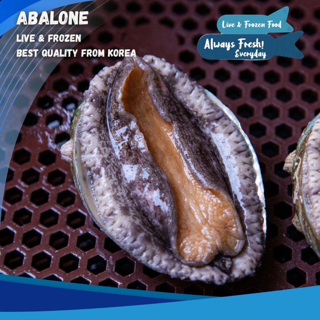 Jual ABALONE KOREA IMPORT KUALITAS PREMIUM LIVE DAN FROZEN JUAL PER PCS ...