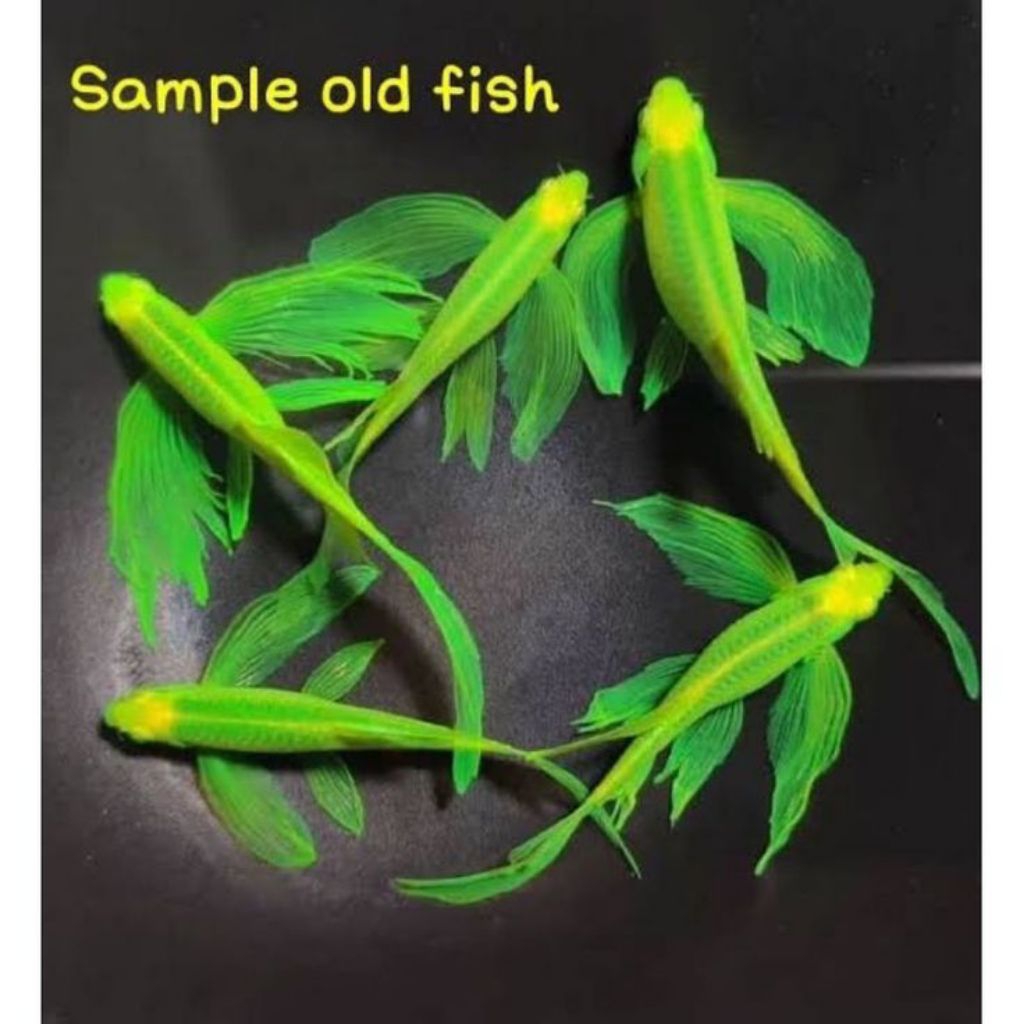 Jual DANIO SLAYER FULL HIJAU ISI 10 bergaransi tanpa ERATOR/filter ...