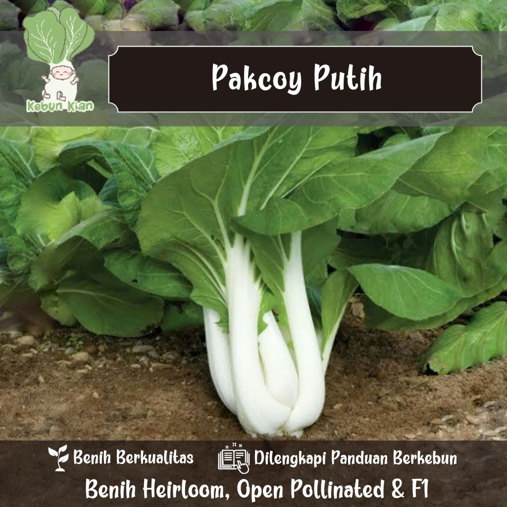 Jual 40 Biji - Benih Pakcoy Putih. | Shopee Indonesia