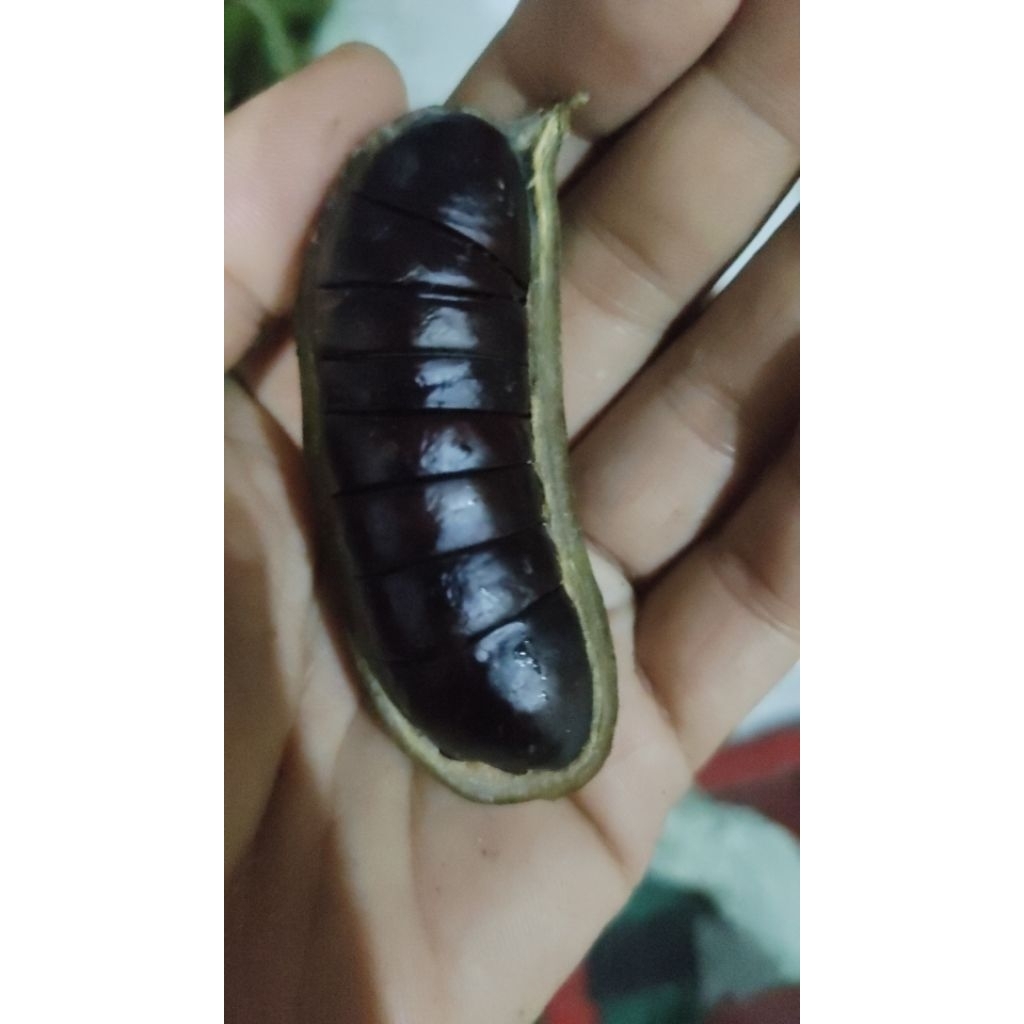 Jual 250GR KABAU KANCING jolang jaling dijamin kualaitas super | Shopee ...