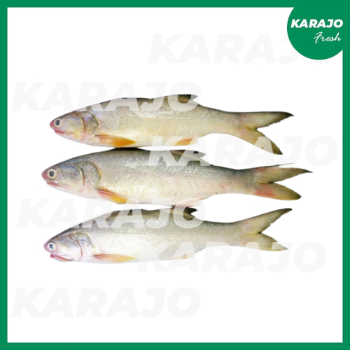 Jual Ikan Senangi (Kuro) Fresh 500g/1000g | Shopee Indonesia