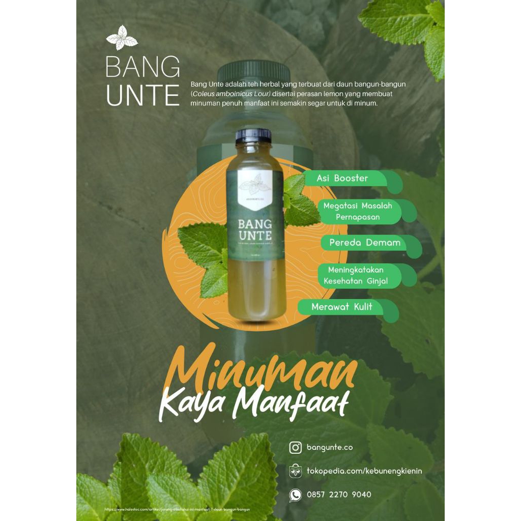 Jual Bang Unte Asi Booster Daun Bangun-Bangun Torbangun - Bandung ...