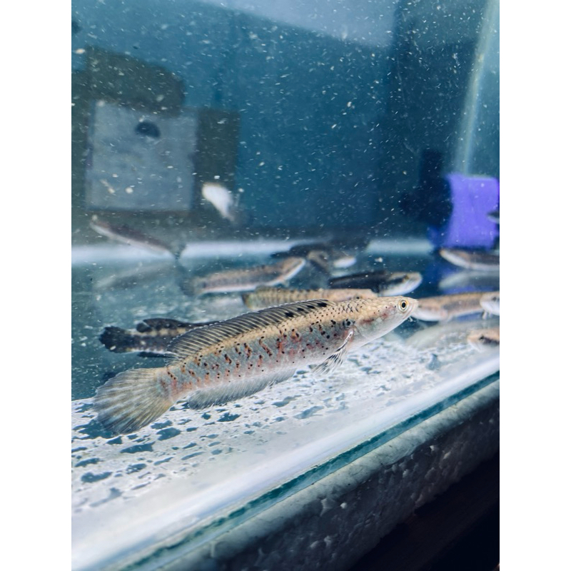 Jual hiasan aquarium blue pulcra ( PAKET 2 EKOR ) | Shopee Indonesia