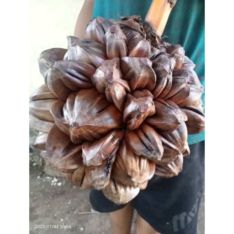 Jual Buah nipah/buah dahon muda segar 1kg | Shopee Indonesia