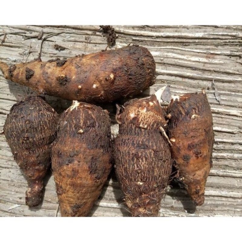 Jual UBI TALAS KIMPUL 1KG/UBI TALAS/TALAS/SEGAR/KIMPUL/KAMPUNG | Shopee ...