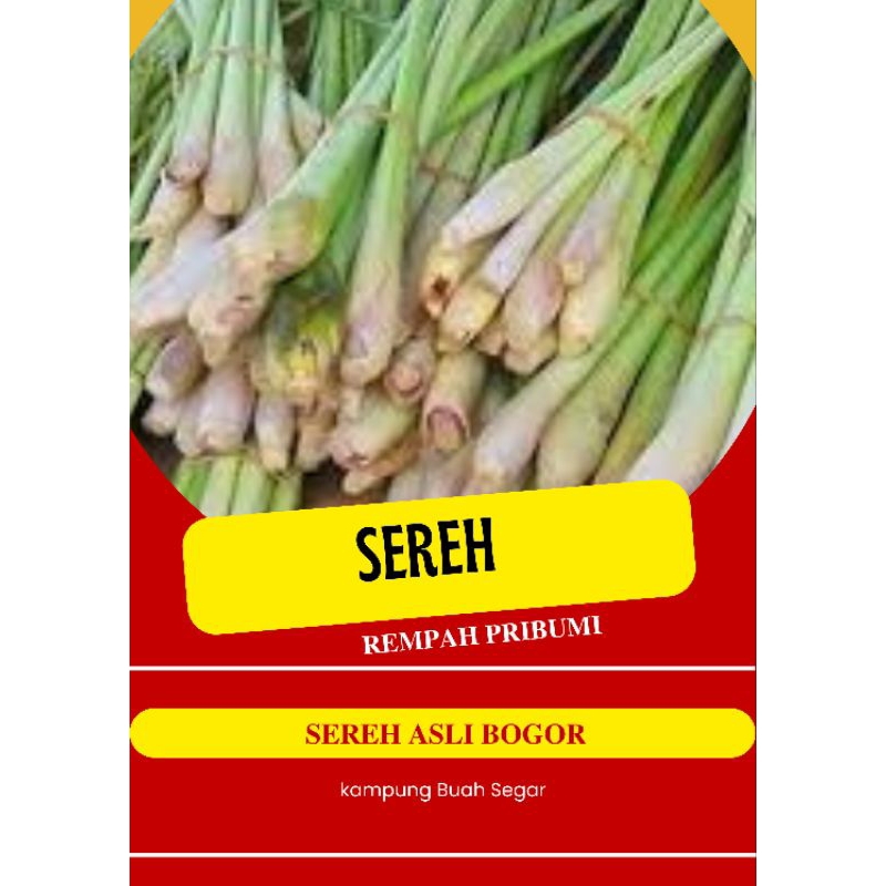 Jual sereh daun serai 1kgmasih seger | Shopee Indonesia