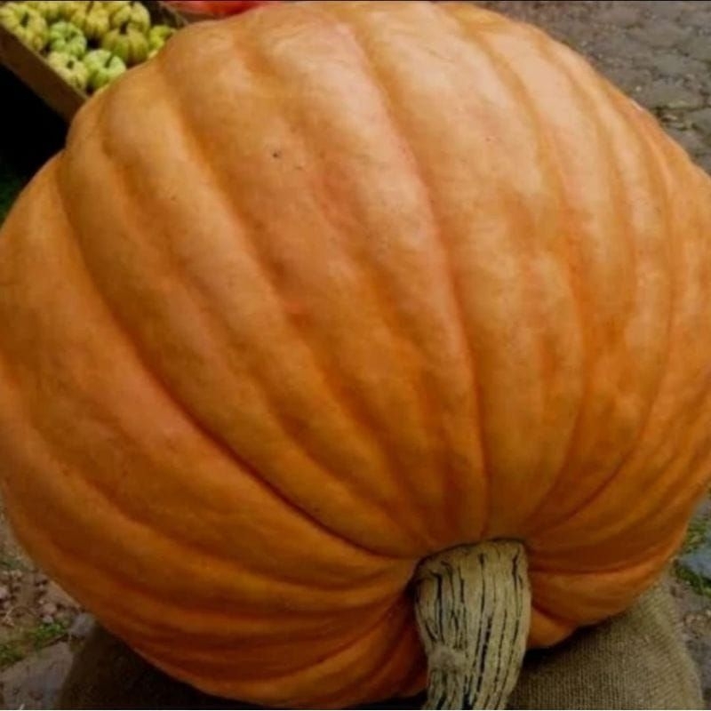 Jual LABU RAKSASA SUPER JUMBO 50BIJI+ | Shopee Indonesia