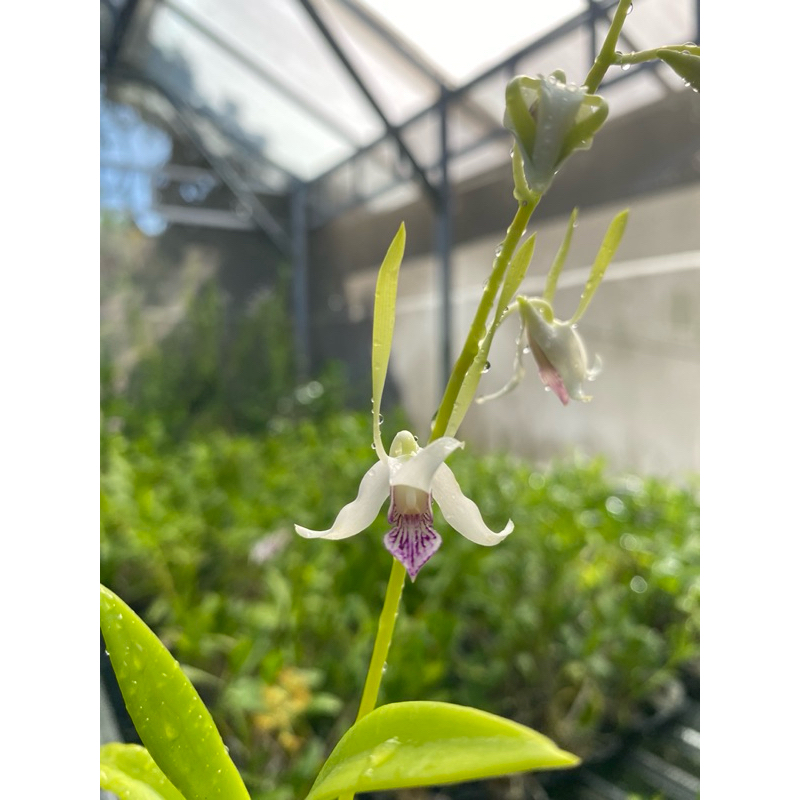 Jual Anggrek dendrobium stratiotes | Shopee Indonesia
